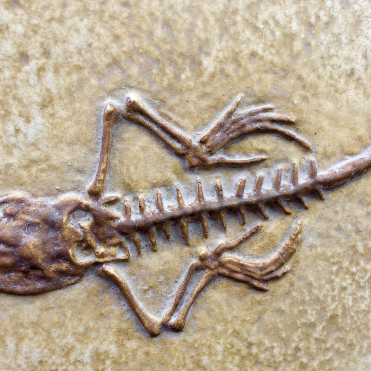 Homoeosaurus pulchellus (reproduction) | Cœur de Pierres