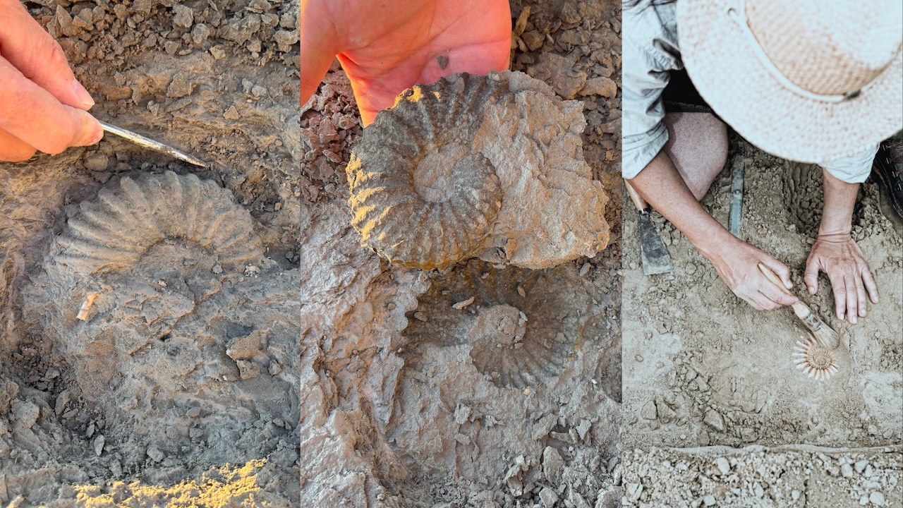 Tout sur la Chasse aux Fossiles en France | Coeur de Pierres