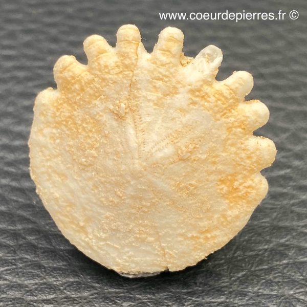 Oursin Fossile Heliophora Orbiculus du Maroc (réf ou4) | Cœur de Pierres