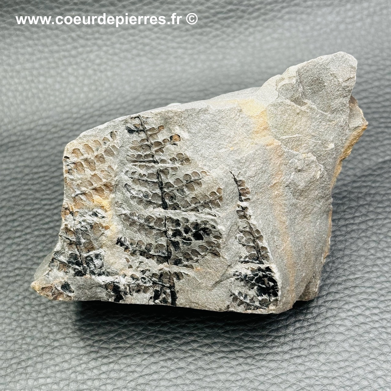 Fossile de Fougères Arborescentes Carbonifére (réf fc6) | Cœur de Pierres