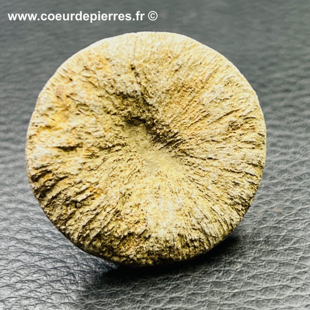 Corail fossile “cyclolites” Maroc (cyl7) | Cœur de Pierres