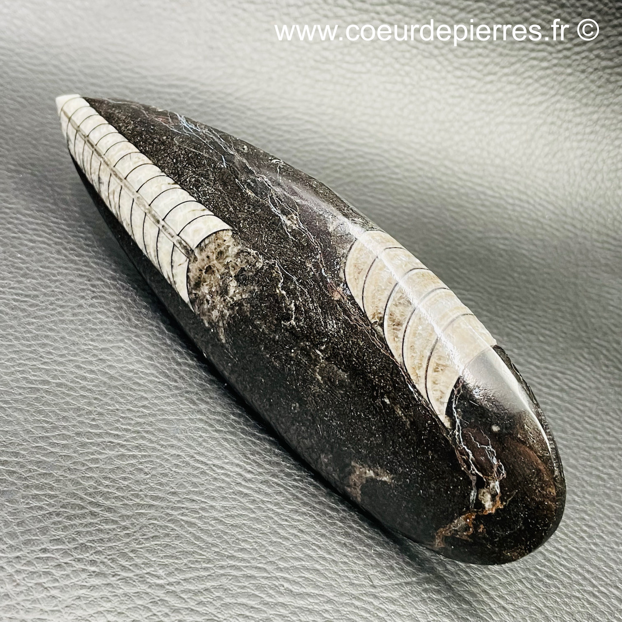 Orthoceras polis du Maroc (réf otp2) | Cœur de Pierres