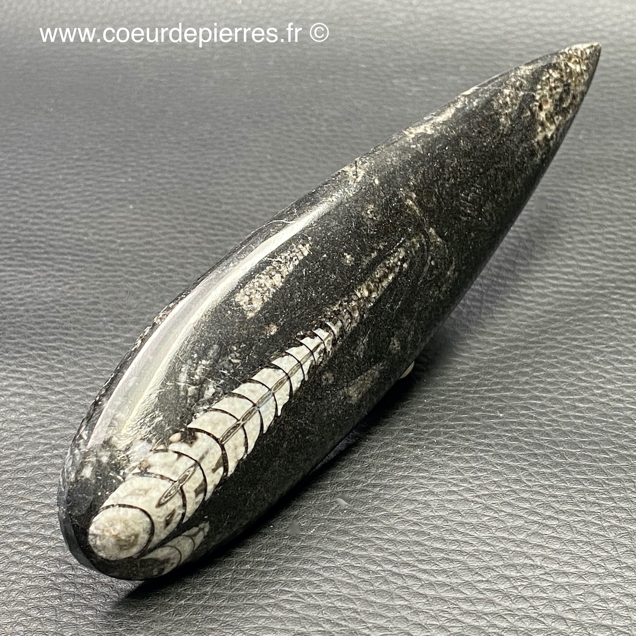 Orthoceras polie du Maroc (réf ot3) | Cœur de Pierres