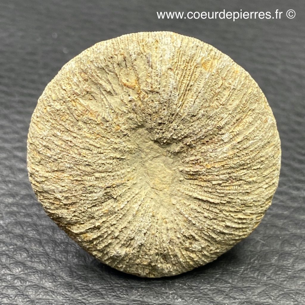 Corail fossile “cyclolites” du Maroc (réf cyl2) | Cœur de Pierres