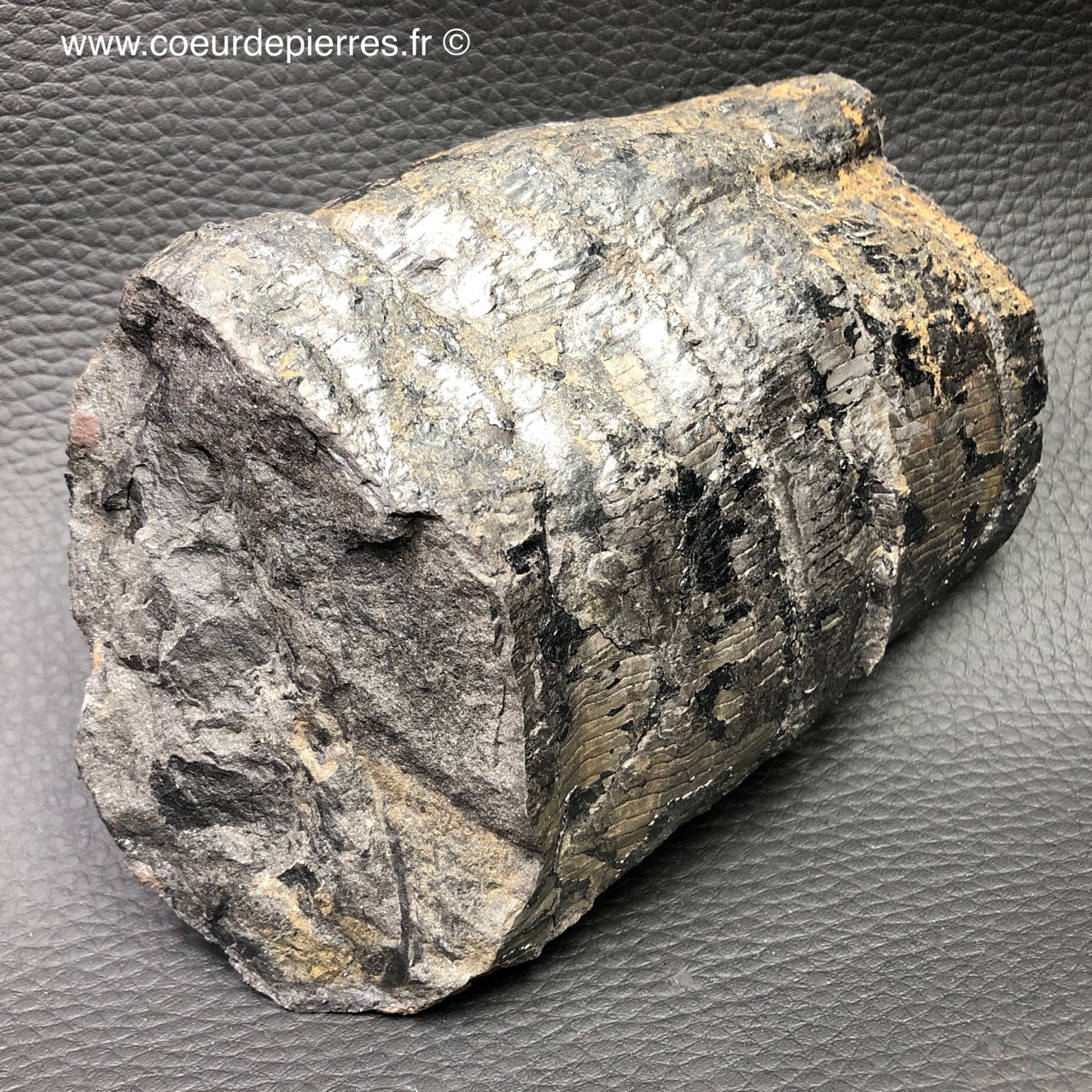 Fossile de tronc de calamite des mines de Carvin (Nord Pas-de-Calais ...