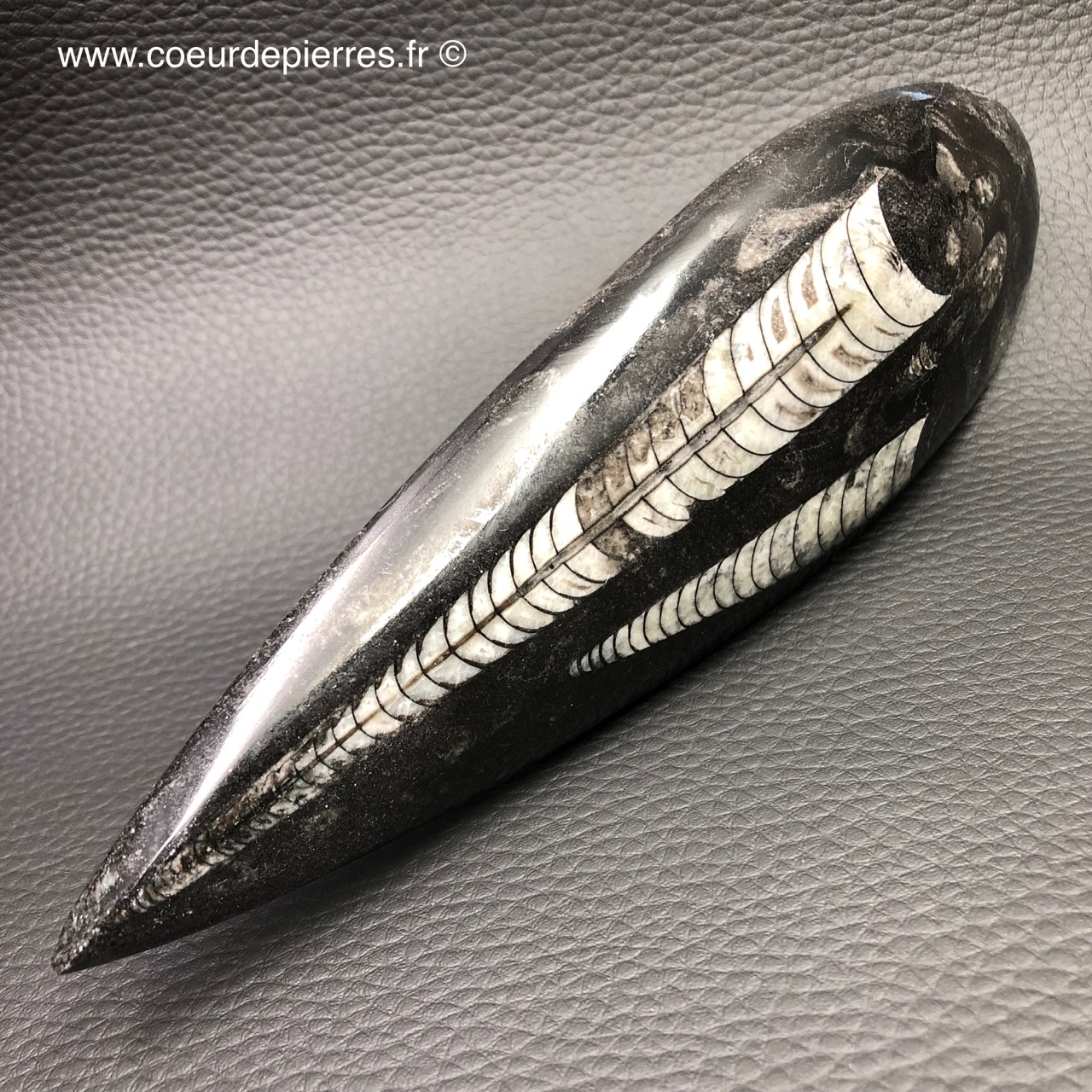 Orthoceras polis du Maroc (réf ot6) | Cœur de Pierres