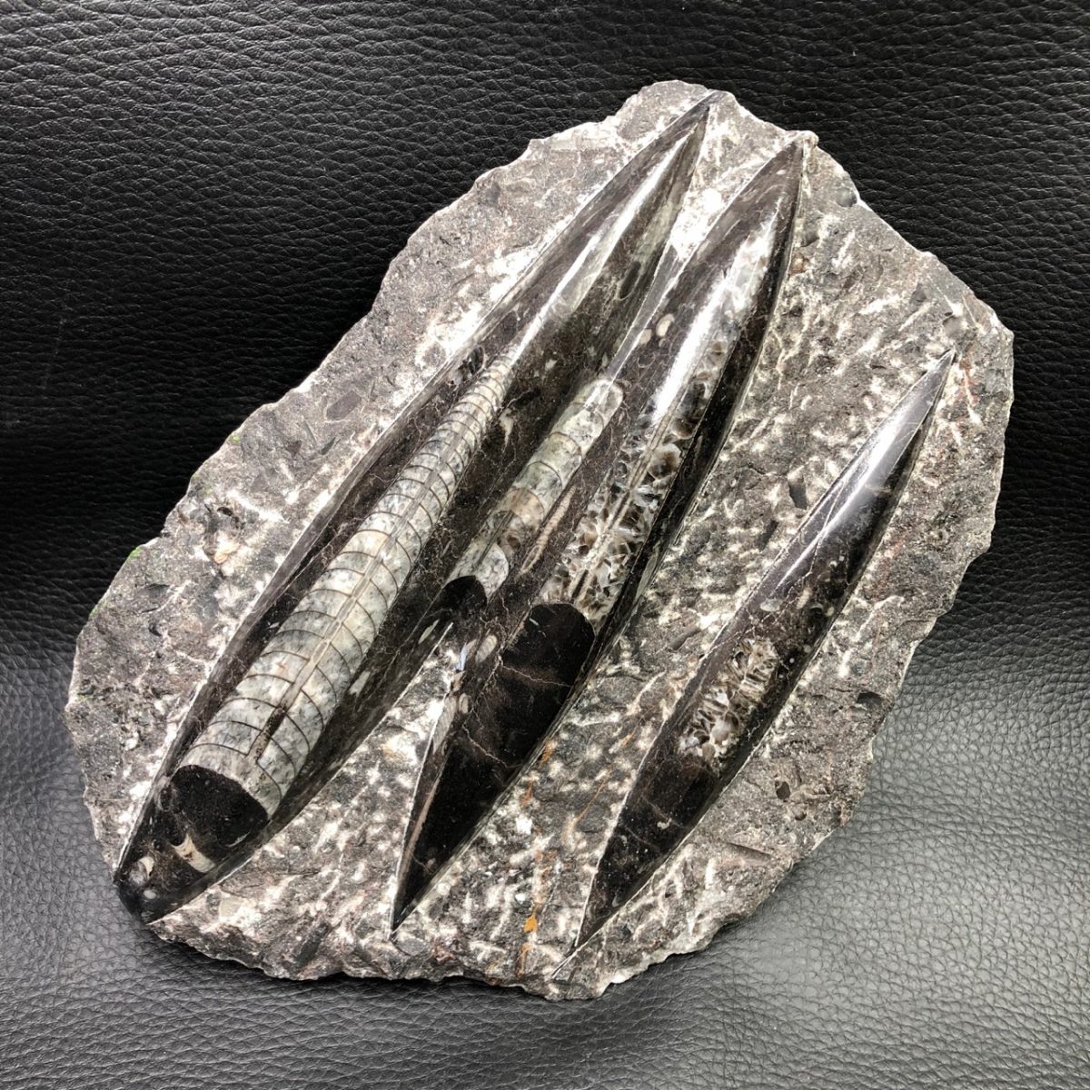 Orthoceras | Cœur de Pierres