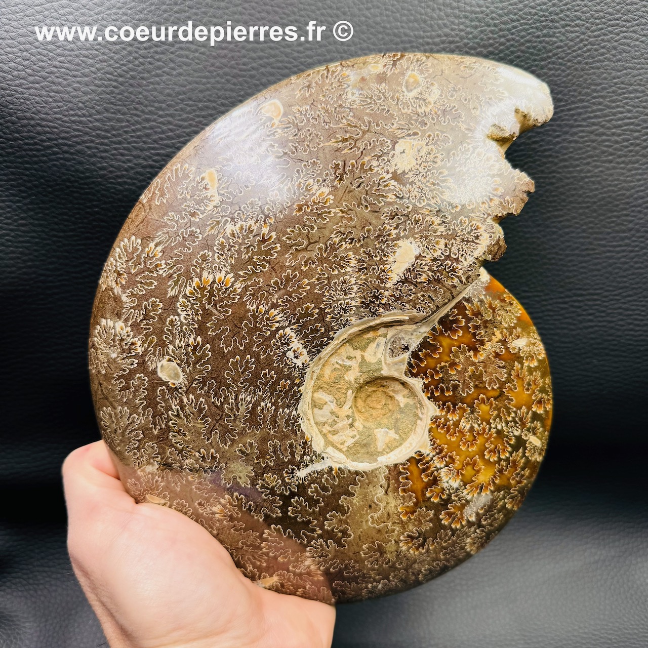 Ammonite de Madagascar "polie"(réf amd20) | Cœur de Pierres