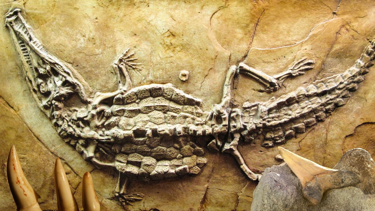 Fossiles des mines de Phosphate du Maroc | Cœur de Pierres